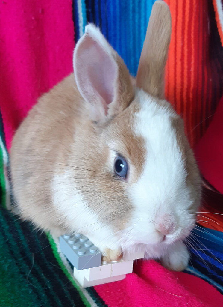 The NBA Bunny’s recovery. – The DG Blog